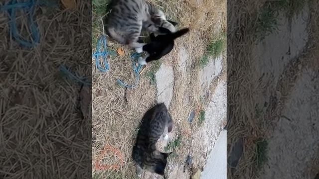 Очередь в кошачий СПА.