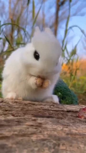 Кем я хотел быть в следующей жизни