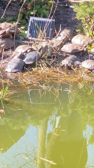 Черепахи в пруду в Сочи. Сквер Фитофонтазия.