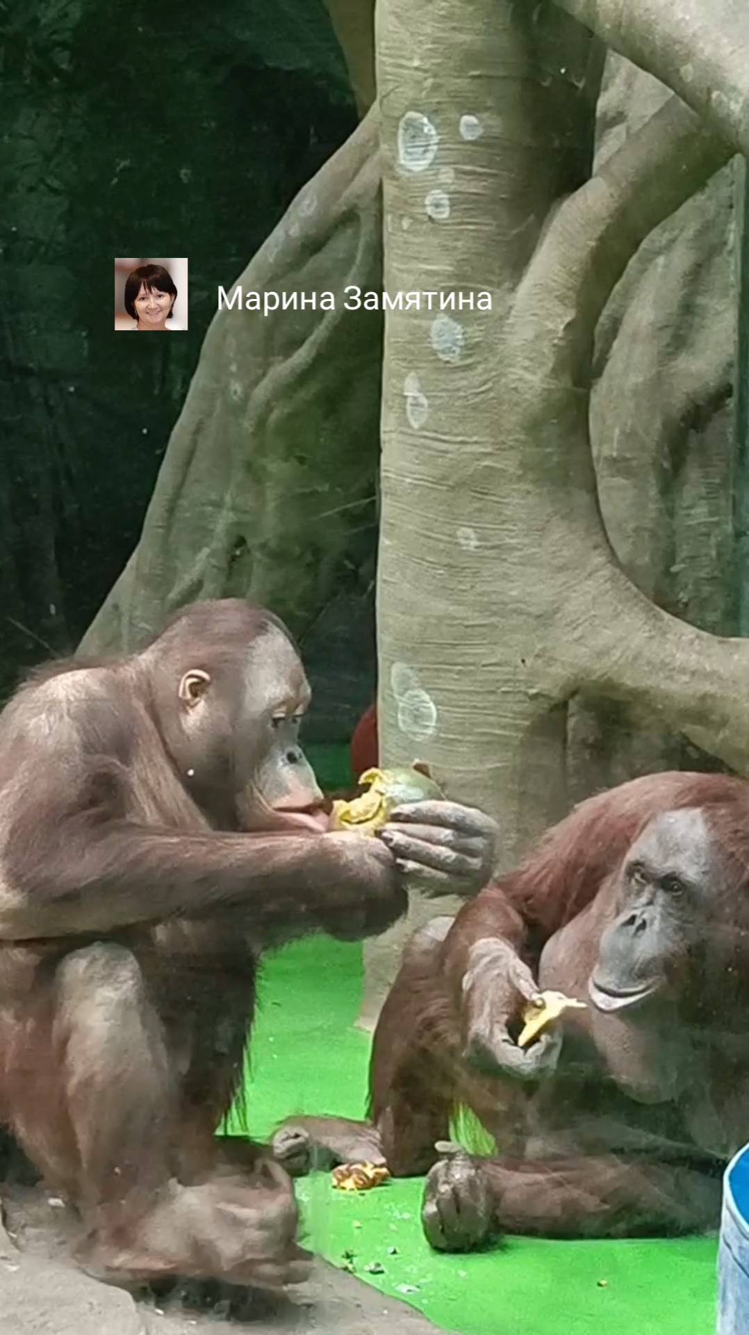 Обед у борнейских орангутанов.