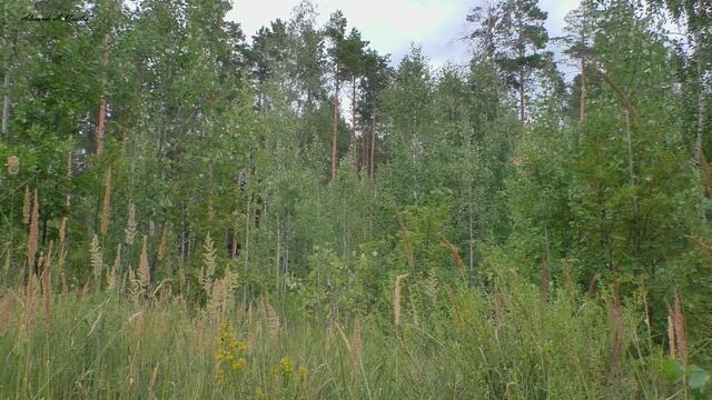 ЗВУКИ ЖИВОГО ЛЕСА | Июль  | 1 час