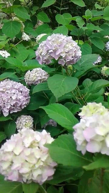 Подмосковные гортензии видео Татьяна Талызина