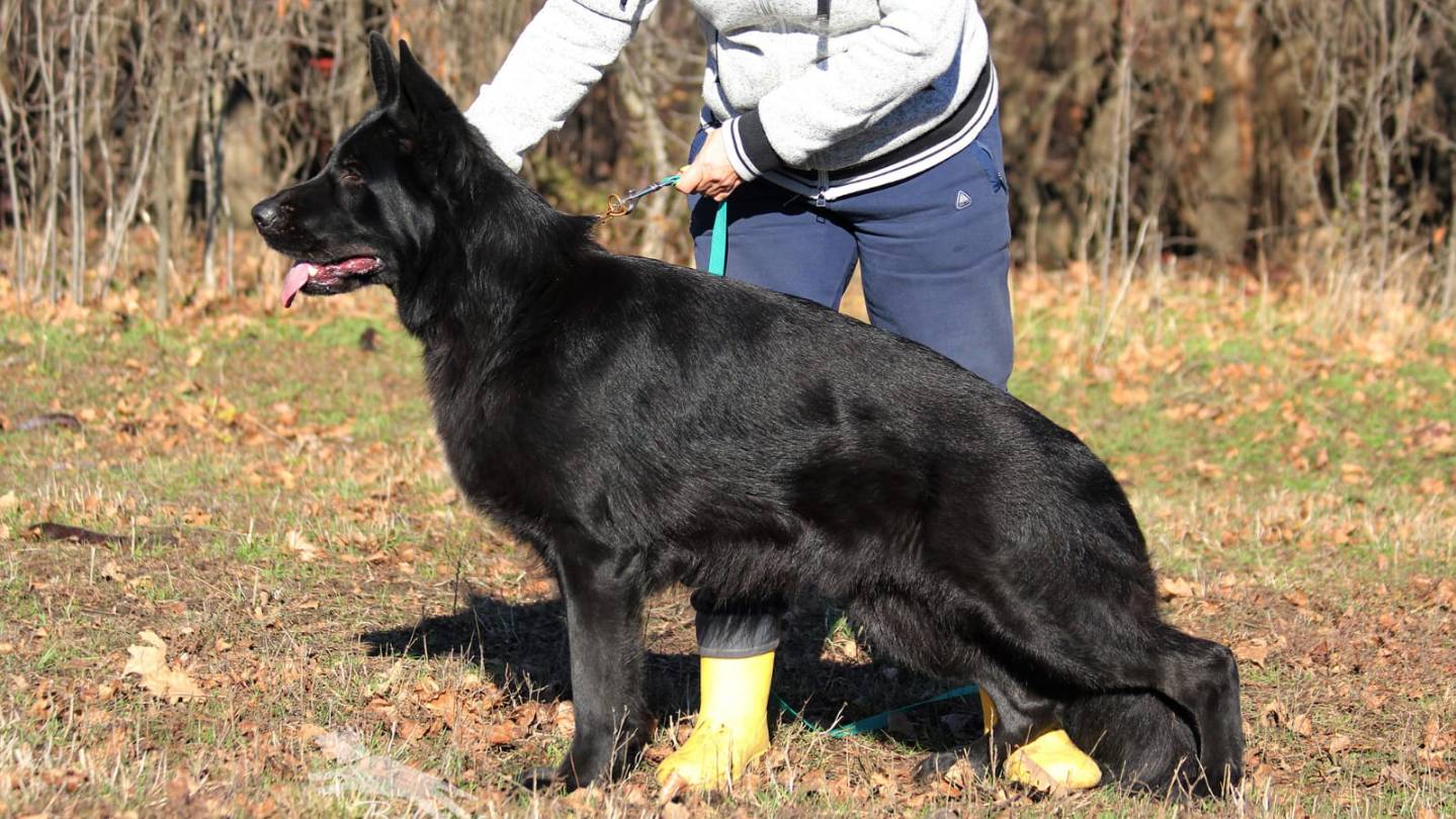 Эдельвейс Кубани Прохор