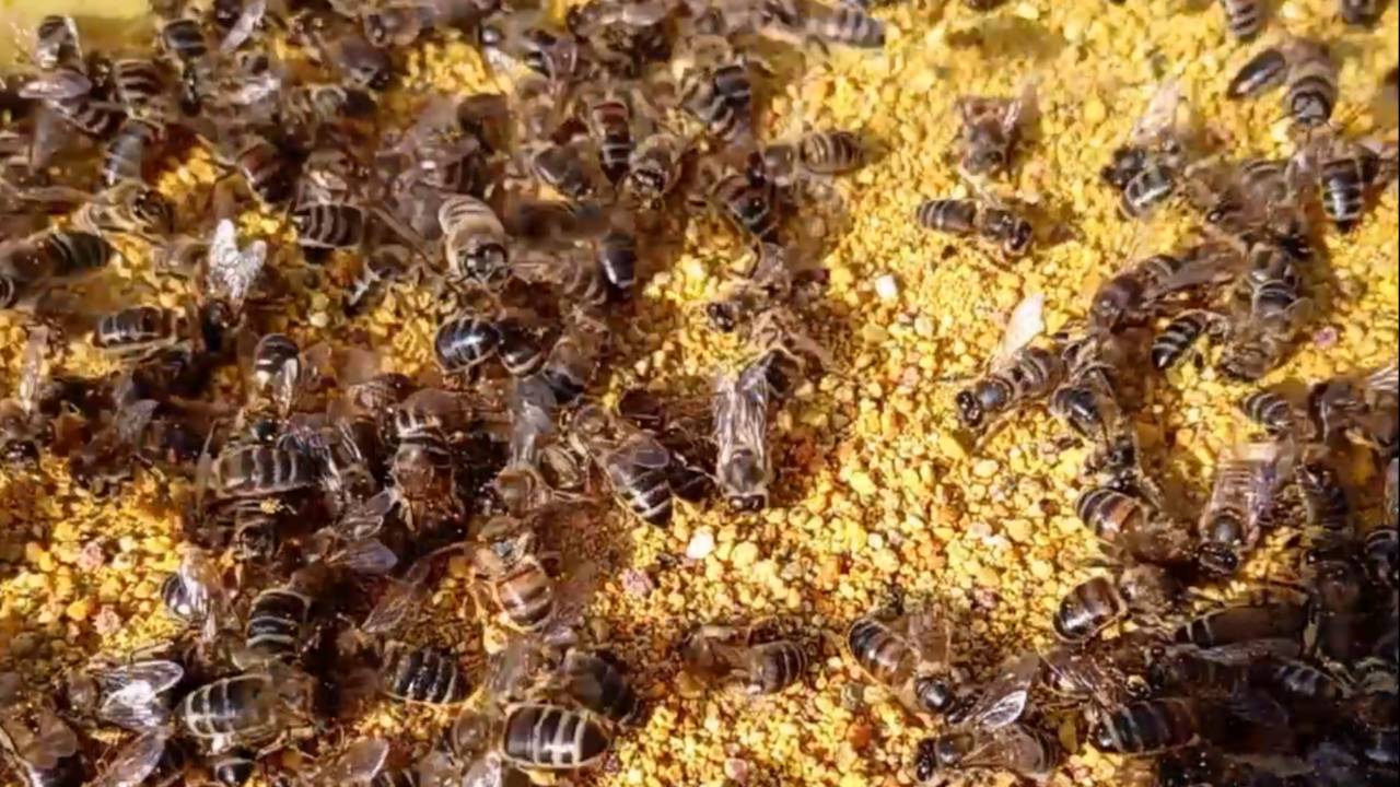 Состояние пасеки на 09.03.2025 года