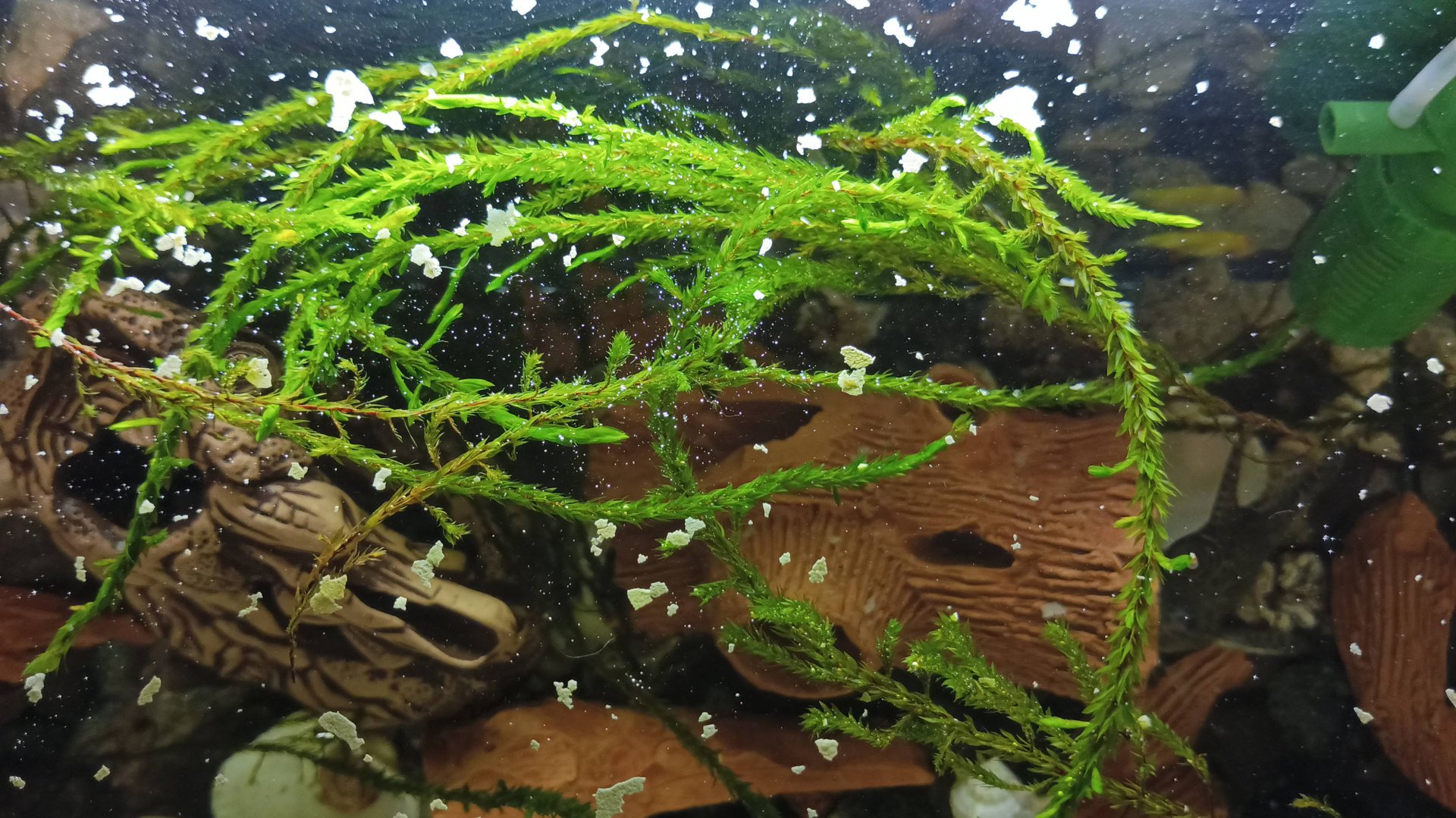наловили водорослей в реке и запустили в аквариум к рыбкам
