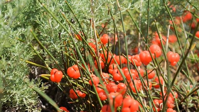 Заповедник КАЗАНТИП. Растительный мир России #NelyaN