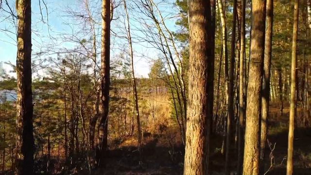 Причудливый корень сосны