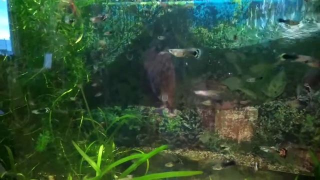 Рыбки в аквариуме