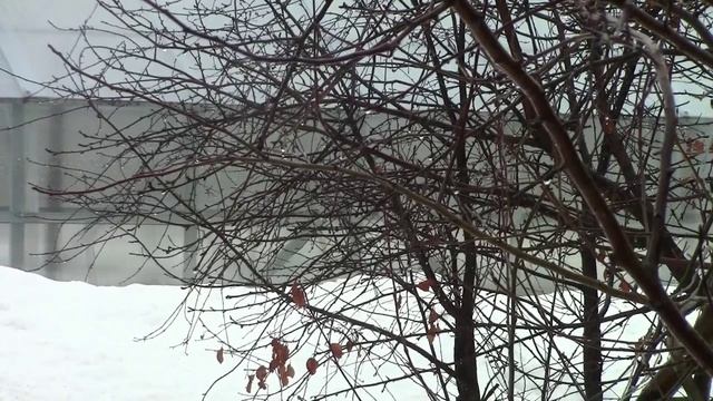 Муромцево  16 марта 2025г Первый весенний дождь