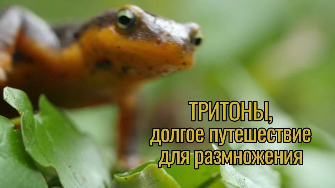 Тритоны совершают эпическое путешествие обратно к пруду, в  котором они родились