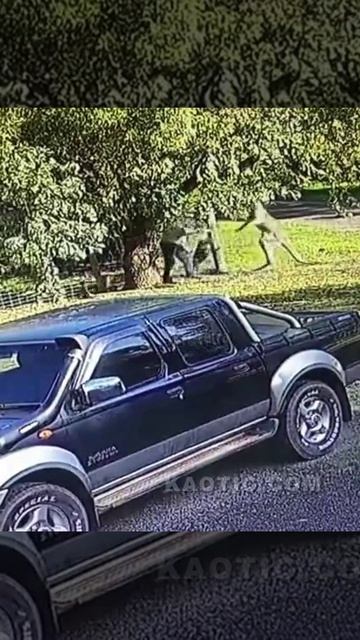 Достойный отпор жителям Австралии