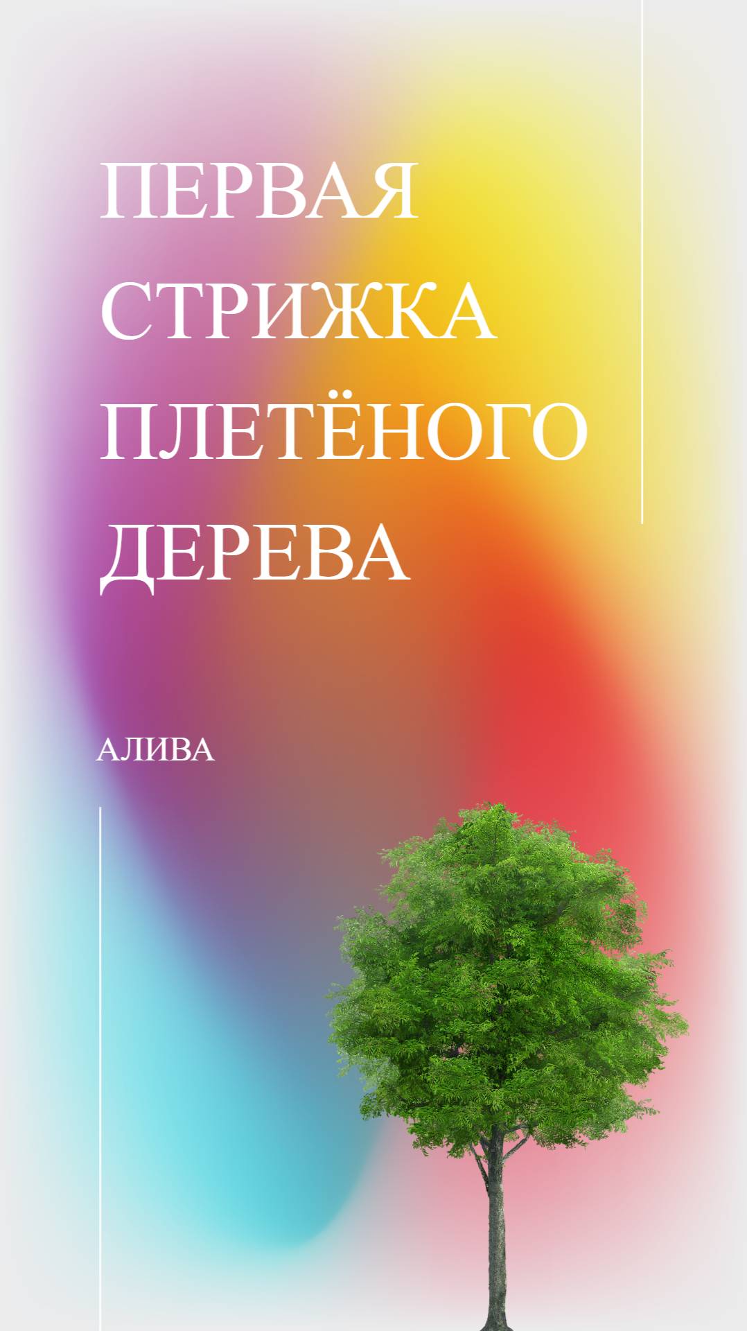Как производить первую стрижку плетёного дерева. Формирование кроны.