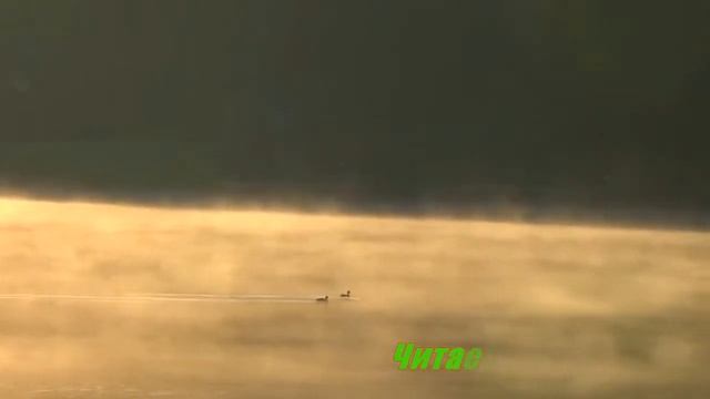Челлендж. Аделя читает стихотворение Олеси Радушко "Утро"