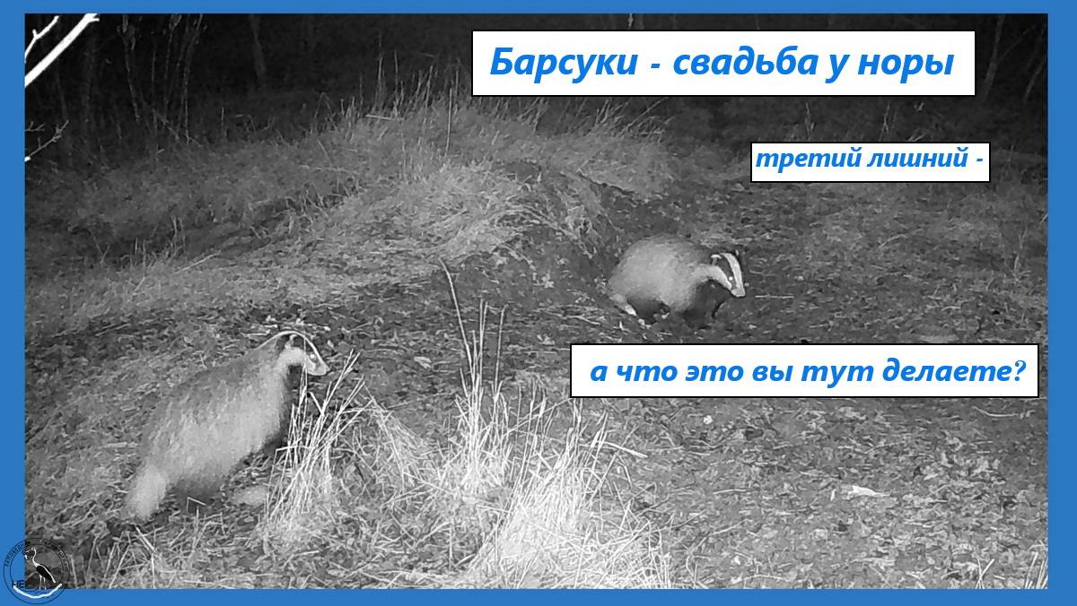 Барсуки - свадьба у норы. И любопытный нос молодого барсука.
