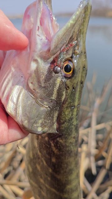 Весенний мормышинг  👍👍👍