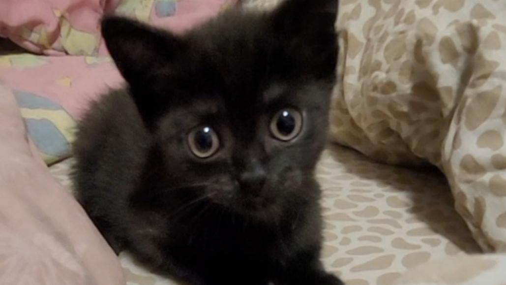 Смешные кошки / Funny cats video 🐈🐱🐈 Маленький котёнок Василий