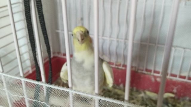 попугай гипноденс