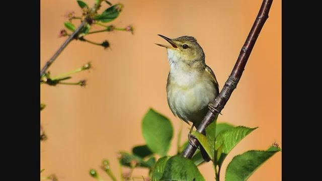 Садовая камышовка в моём саду