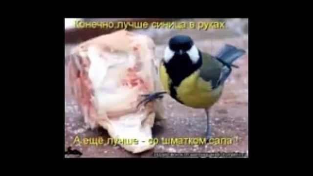 ГИМН ТОЛСТЯКОВ