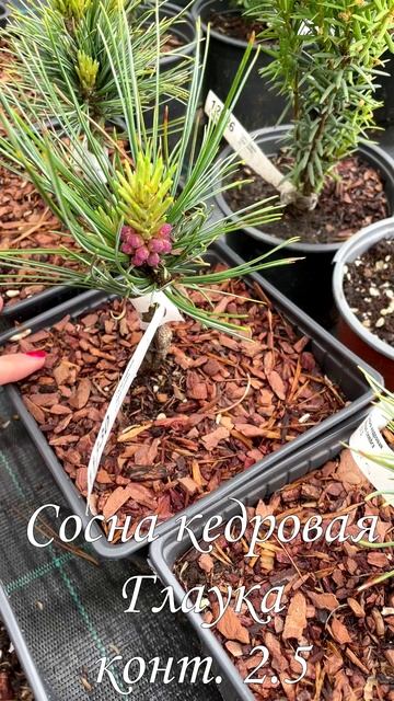 Сосна кедровая Глаука