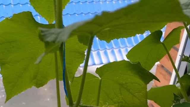 Огурцы на подоконнике зимой.mp4