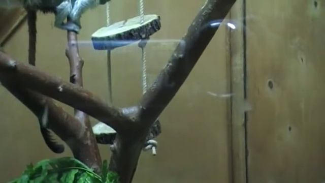 Зачем красить обезьяну в красный цвет?