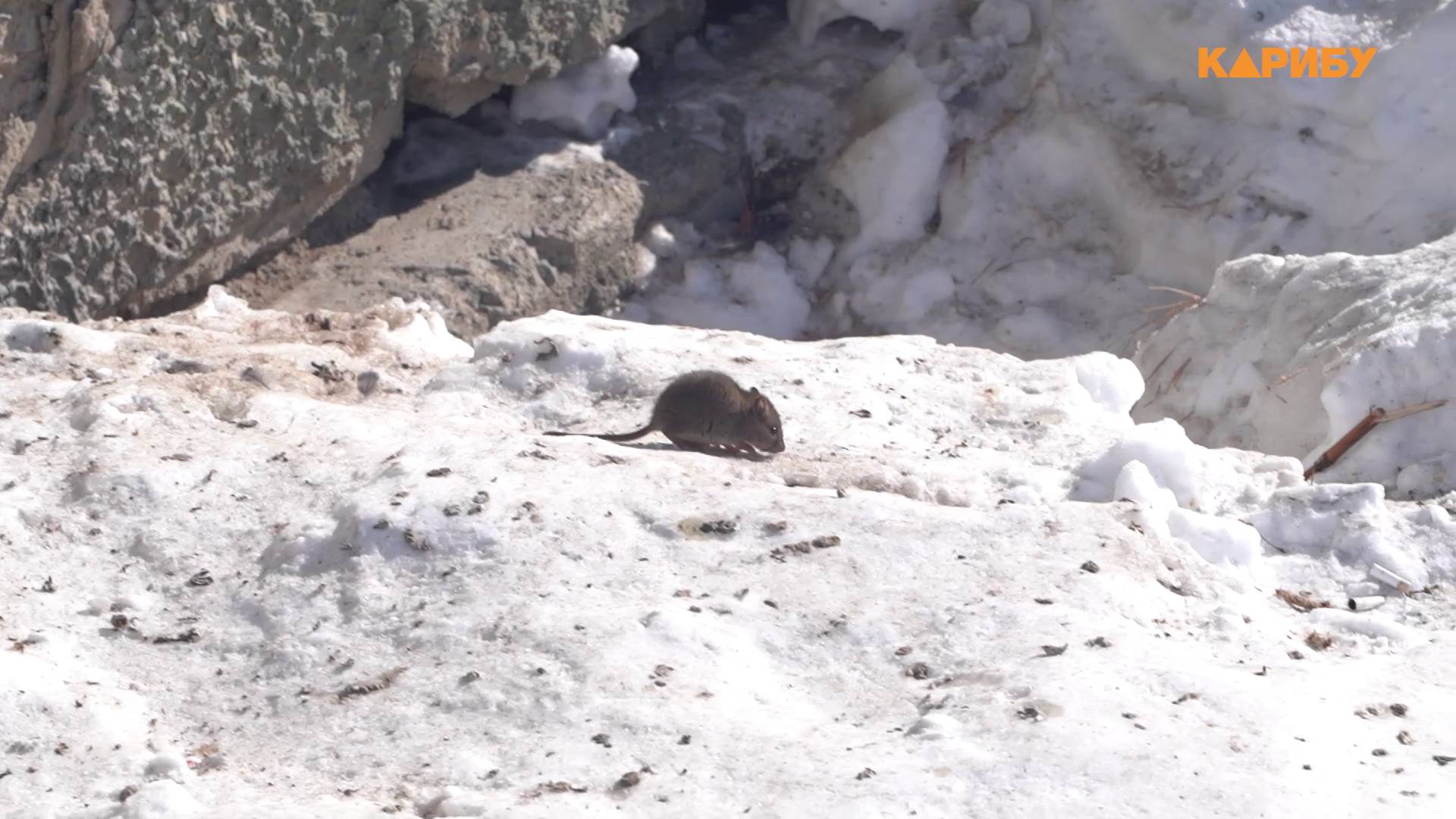 Крысиное нашествие: грызуны захватили подвал дома на Берзина