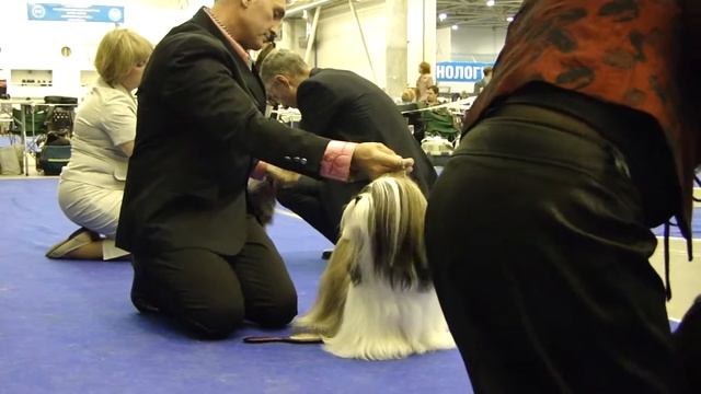 International Dog Show "Ukraine 2013" Lhasa Apso