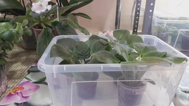 Фиалки -руки вверх! Почему и что делать?