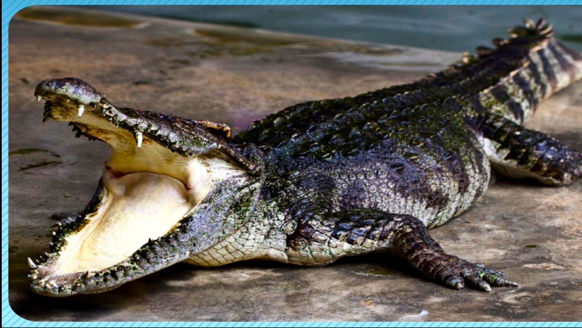 Учим названия животных/ Развивающее видео для малышей / Познавательный мультфильм для детей