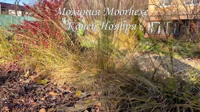 Молиния голубая  `Moorhexe`, Мурхекс, сад в ноябре