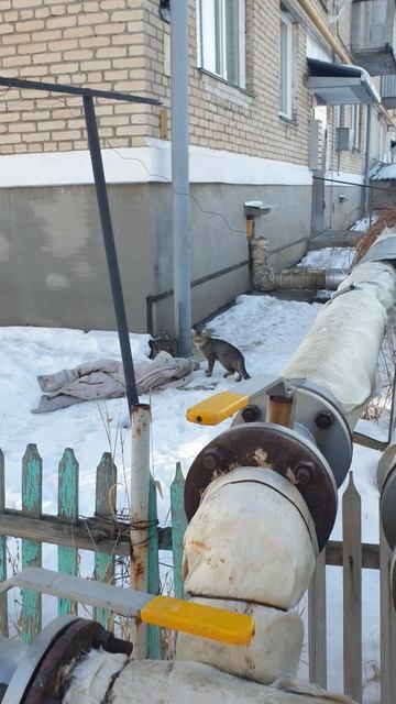 Видео про отопление тоже может быть милым и интересным. Если добавить туда котика 🐈