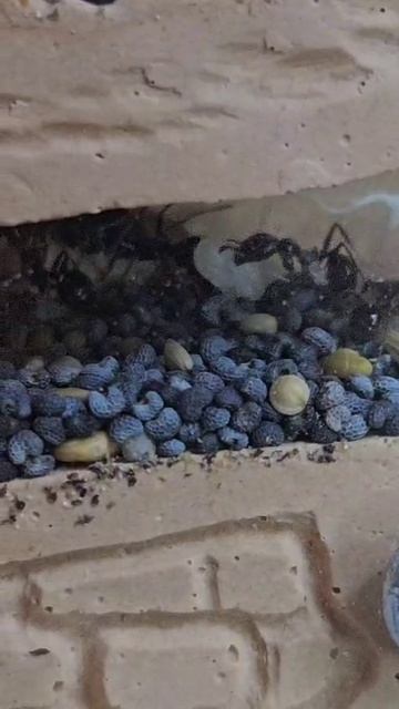 Муравьиная ферма