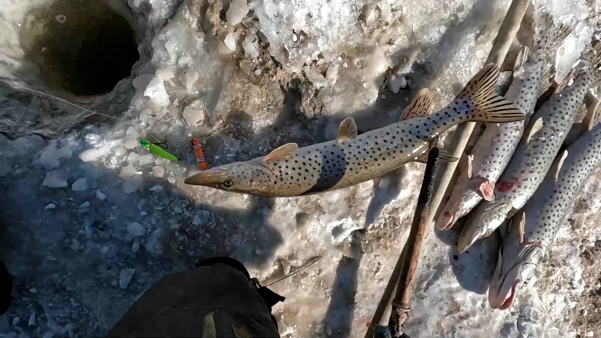 Ничто не предвещало беды!