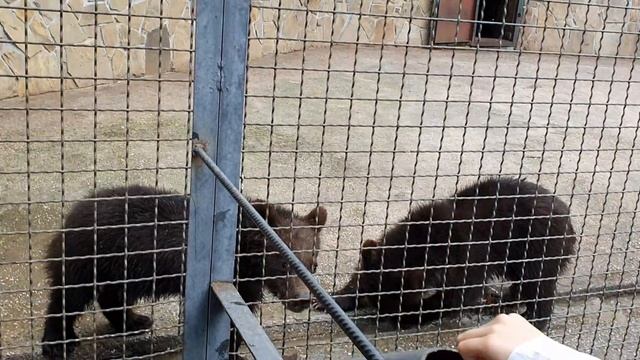 Медвежата