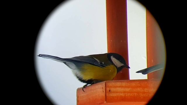 0011_Birds at the feeder in slow motion_2