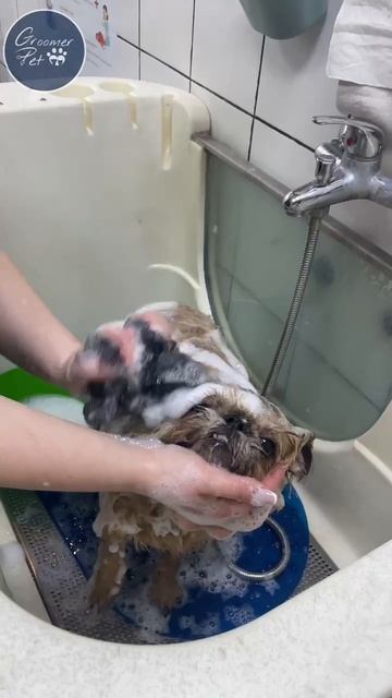 Грифон на стрижке в Зоосалоне #грифон #стрижкасобак #груминг #собаки