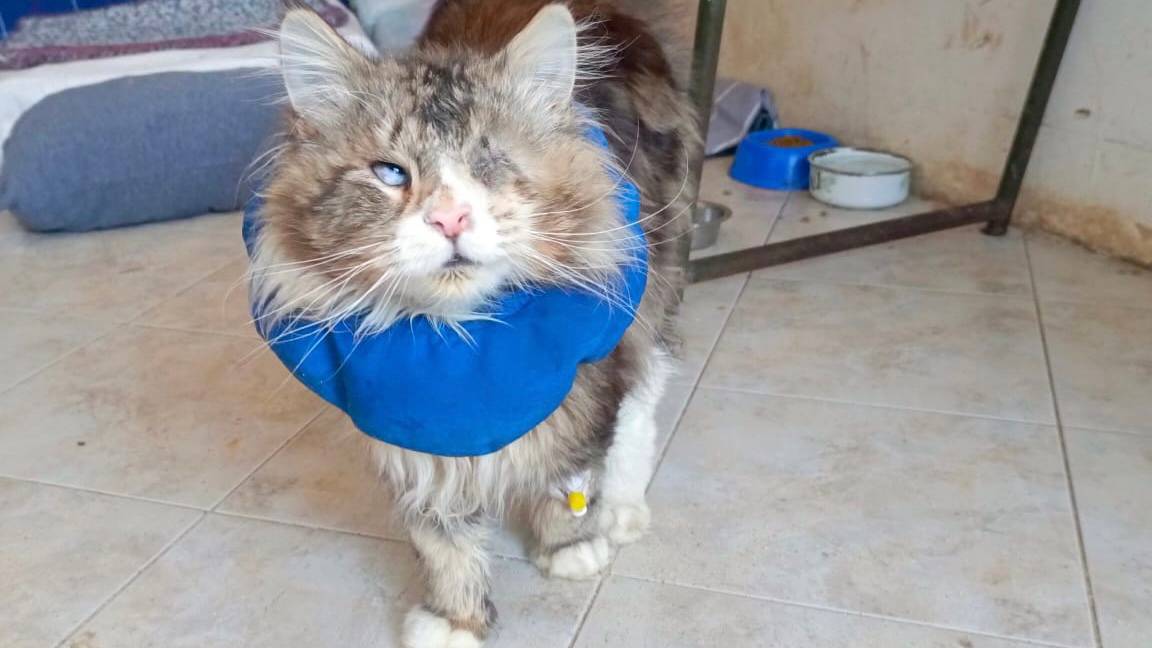 Мартин, Мишка и новая кошечка