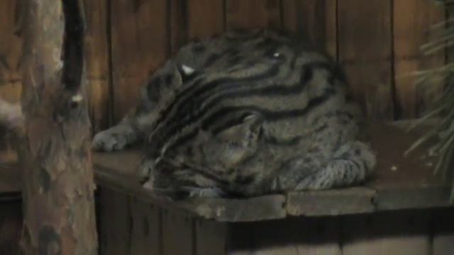 Кот дикий камышевый