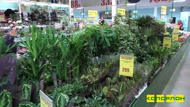 Цветы в Новосибирске в КОЛОРЛОН ВТД