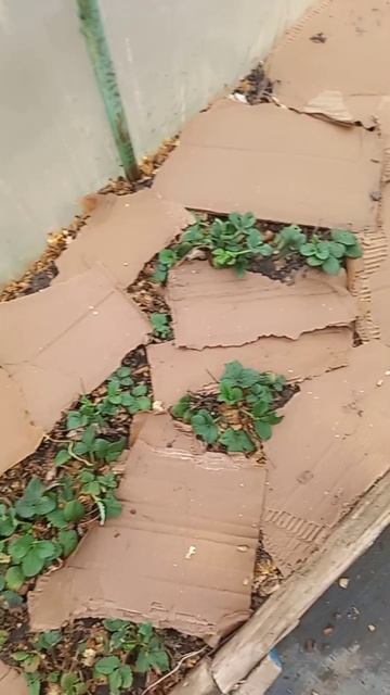 Картон вместо мульчи и геотекстиля для клубники