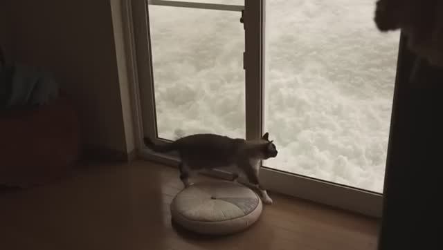 зима встречает весну. Choki