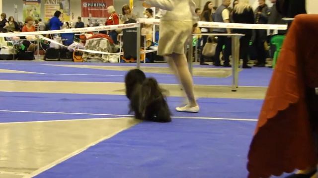 International Dog Show "Ukraine 2013" Lhasa Apso