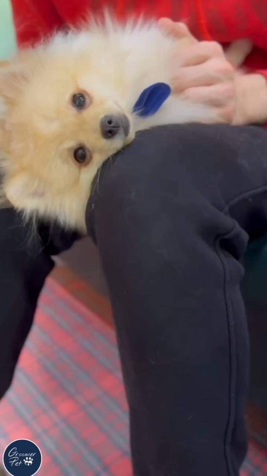 Шпиц Буся снова на процедуры груминга ﻿@groomerpet.ru﻿ #шпиц #щенки #груминг