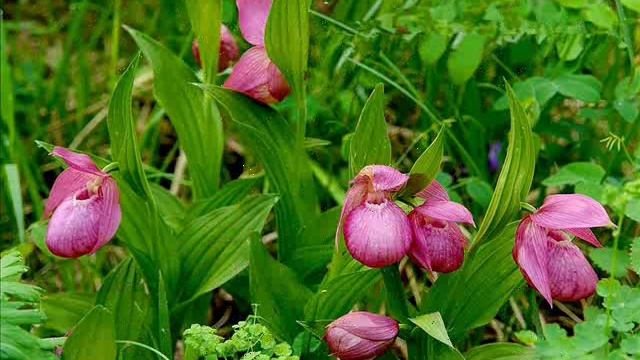 ≪МУЗЫКА В ДУШЕ≫ БАМ Таксимо Татьяна Шаманская. АВТОРЫ: А. Максимова, Б. Дудик Аран.Исп. Н.Бабинцев