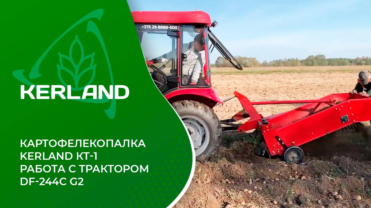 🔥 Картофелекопалка Kerland KT-1 в работе с трактором Dongfeng DF-244С G2