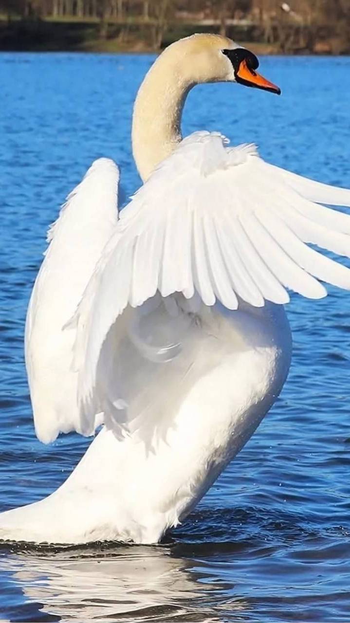 Белый лебедь