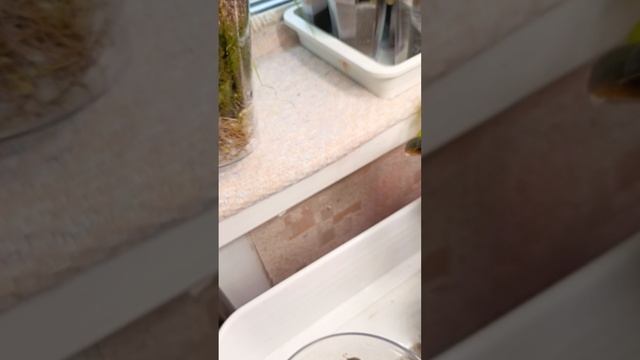 купила себе красоту 😉#орхидея