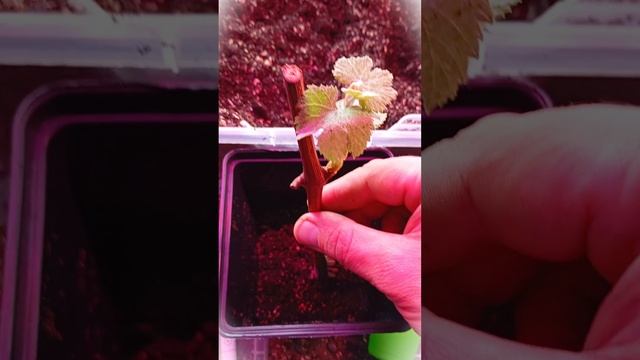 Эксперт раскрыл тайну рождения саженцев морозостойкого винограда из банки с водой #виноградник
