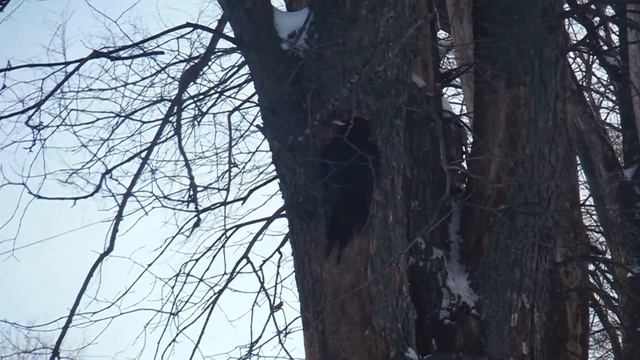 Дятел желна и синички на старой липе. Черноголовка, улица Первая. 7 января 2017 года.